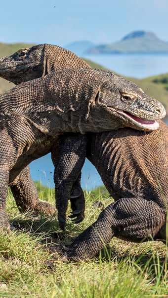 Rondreis Komodo | Best of Travel