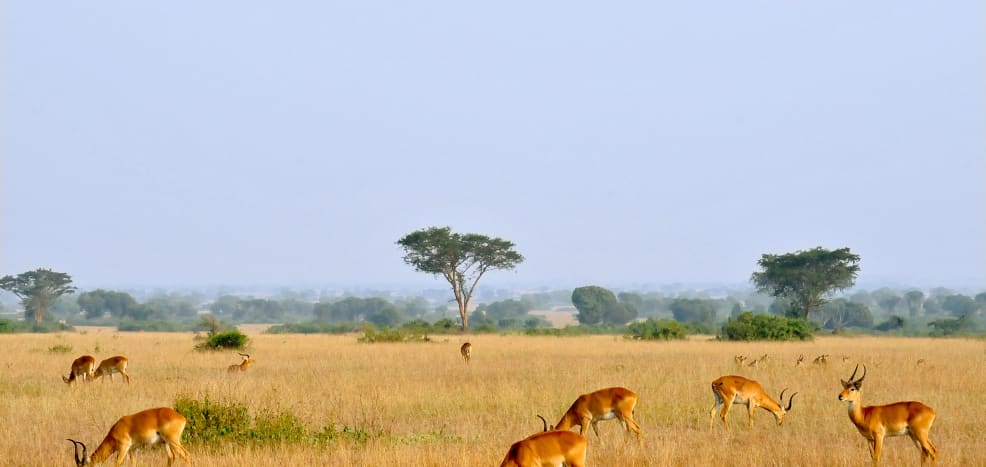 Oeganda | Best of Travel